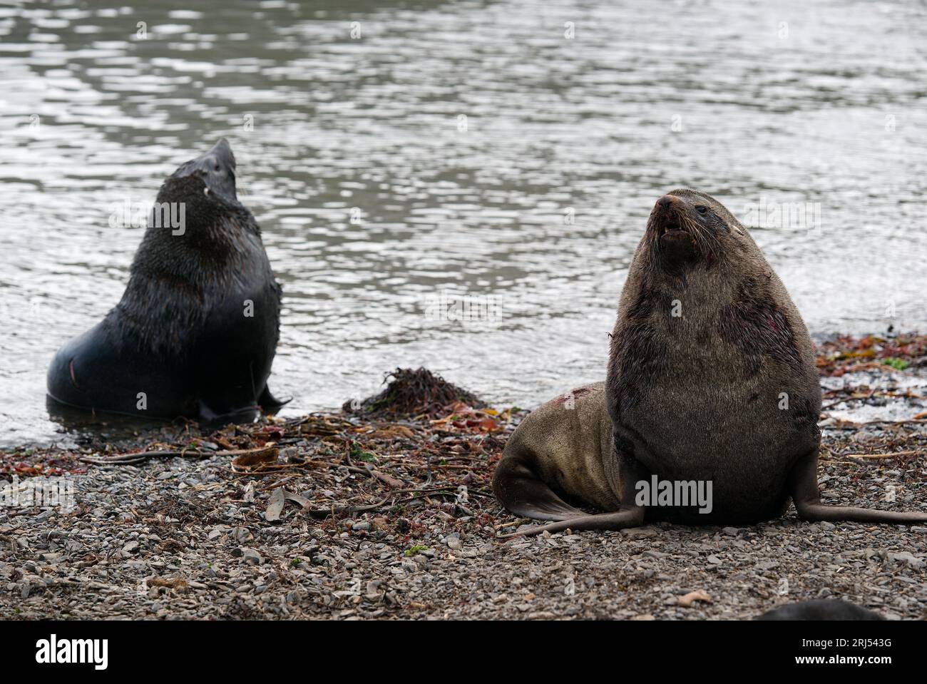 Sub antarctic fur seals hi-res stock photography and images - Alamy