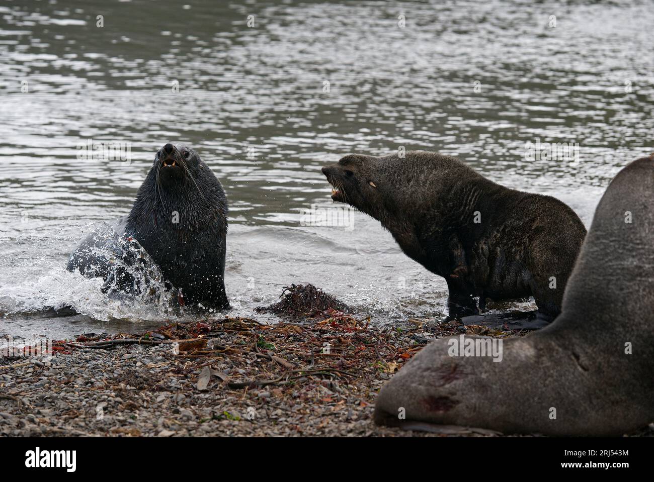 Male fur seals hi-res stock photography and images - Alamy