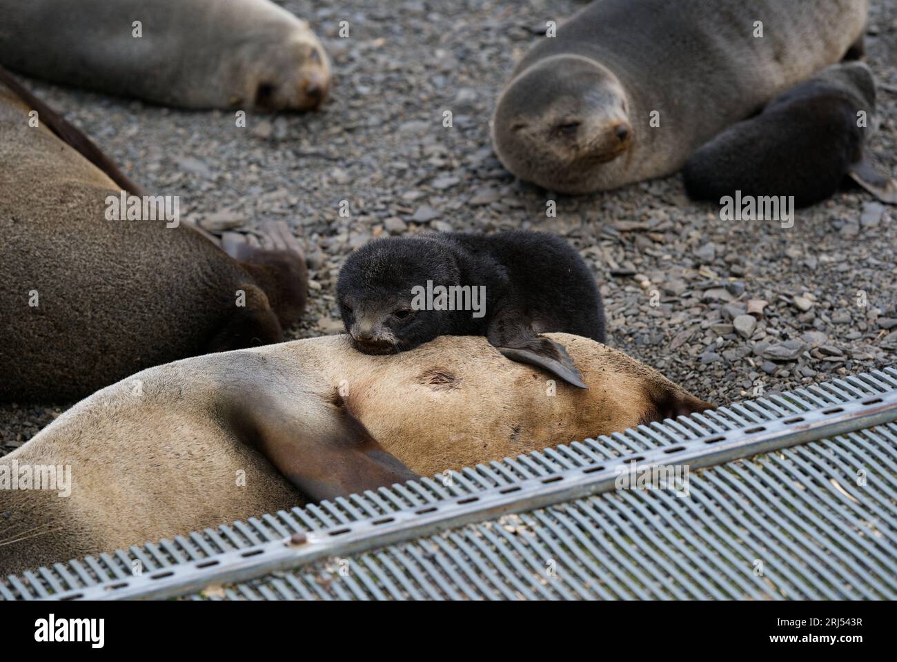 Adult seal rests hi-res stock photography and images - Alamy