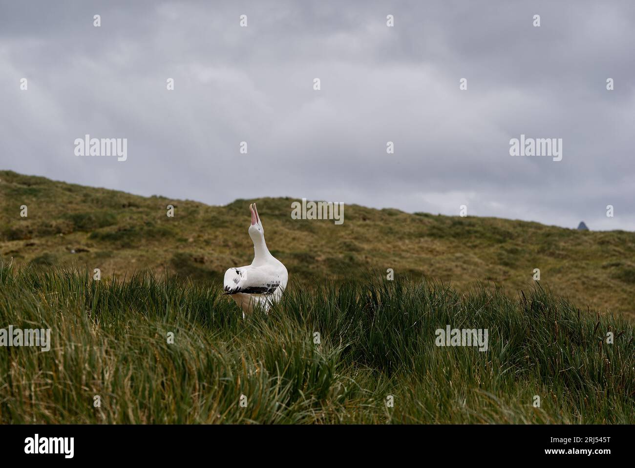 South georgia albatross person hi-res stock photography and images - Alamy