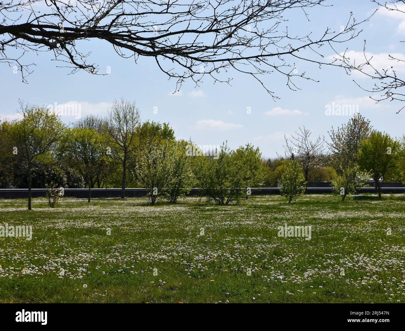 Flowering meadow in spring, in the air above in the foreground still ...