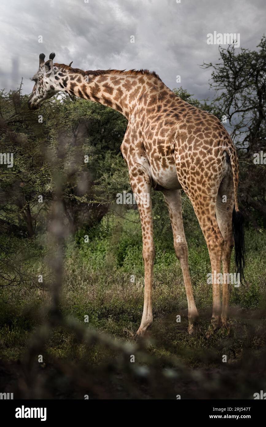 Wild majestic tall Maasai Giraffe in the savannah in the Serengeti ...
