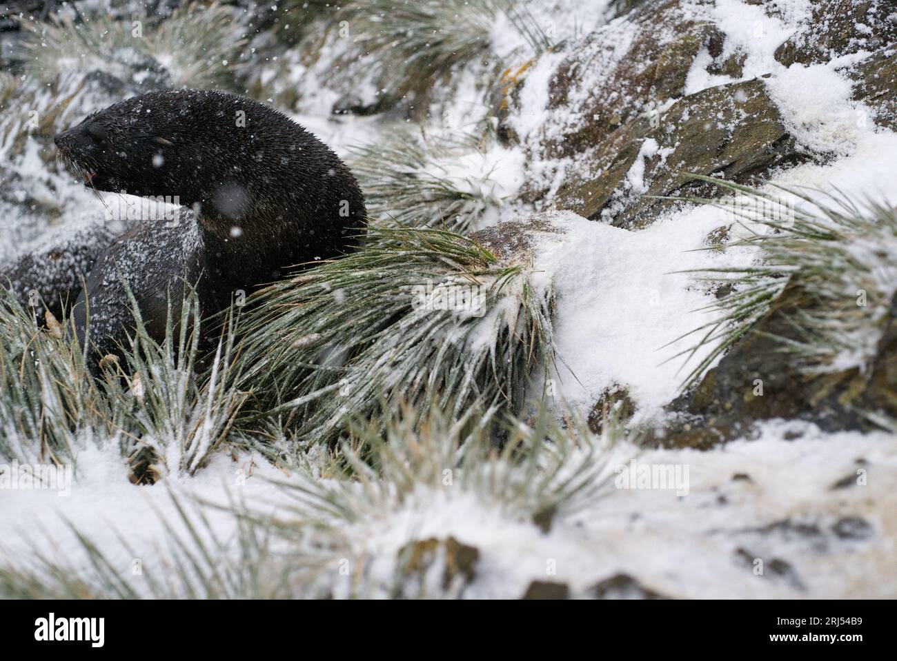 Fur seal predator hi-res stock photography and images - Alamy