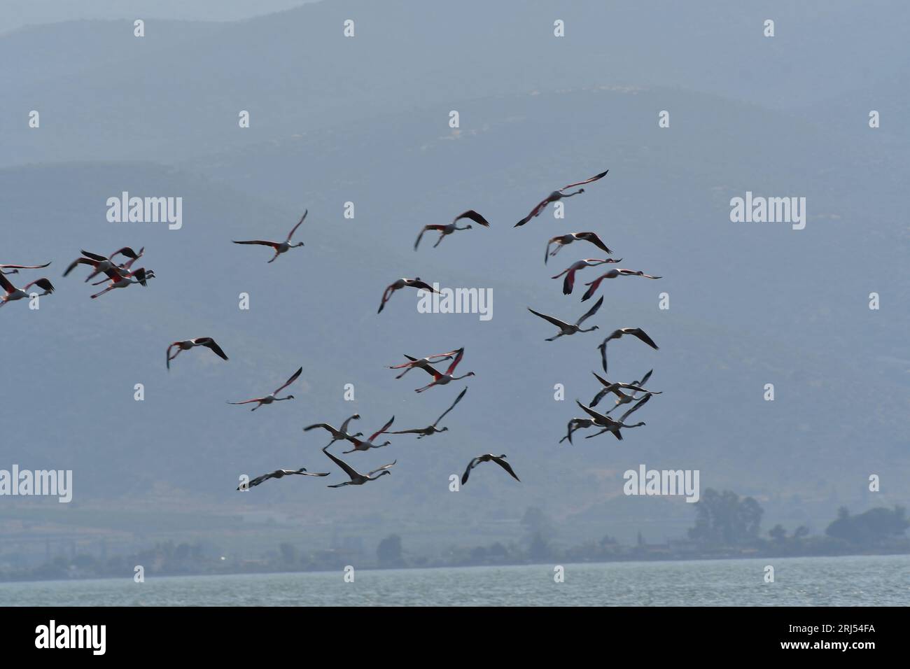 GREECE- FLAMINGO'S AUGUST VISIT TO NAFPLIO Stock Photo - Alamy