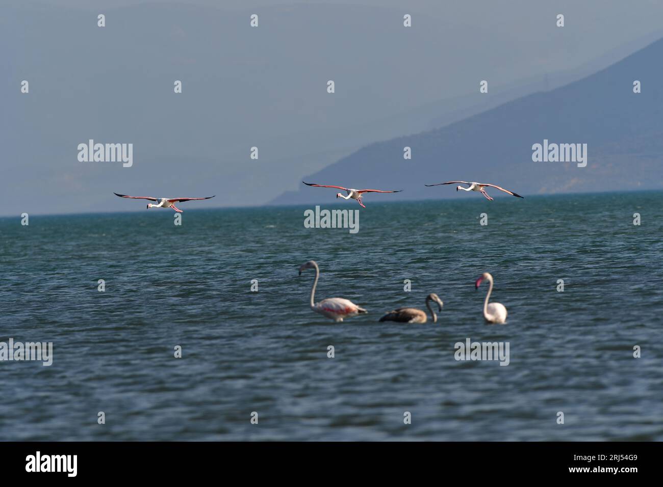 GREECE- FLAMINGO'S AUGUST VISIT TO NAFPLIO Stock Photo - Alamy