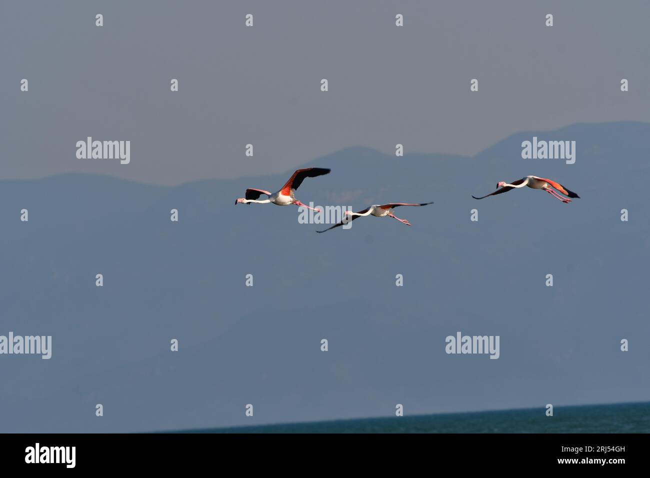 GREECE- FLAMINGO'S AUGUST VISIT TO NAFPLIO Stock Photo - Alamy