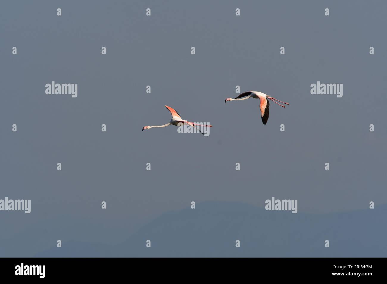 GREECE- FLAMINGO'S AUGUST VISIT TO NAFPLIO Stock Photo - Alamy