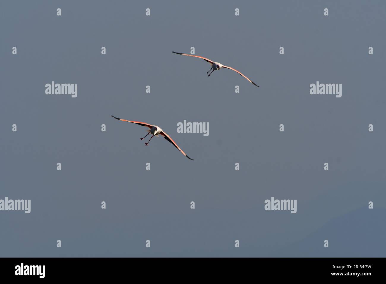 GREECE- FLAMINGO'S AUGUST VISIT TO NAFPLIO Stock Photo - Alamy