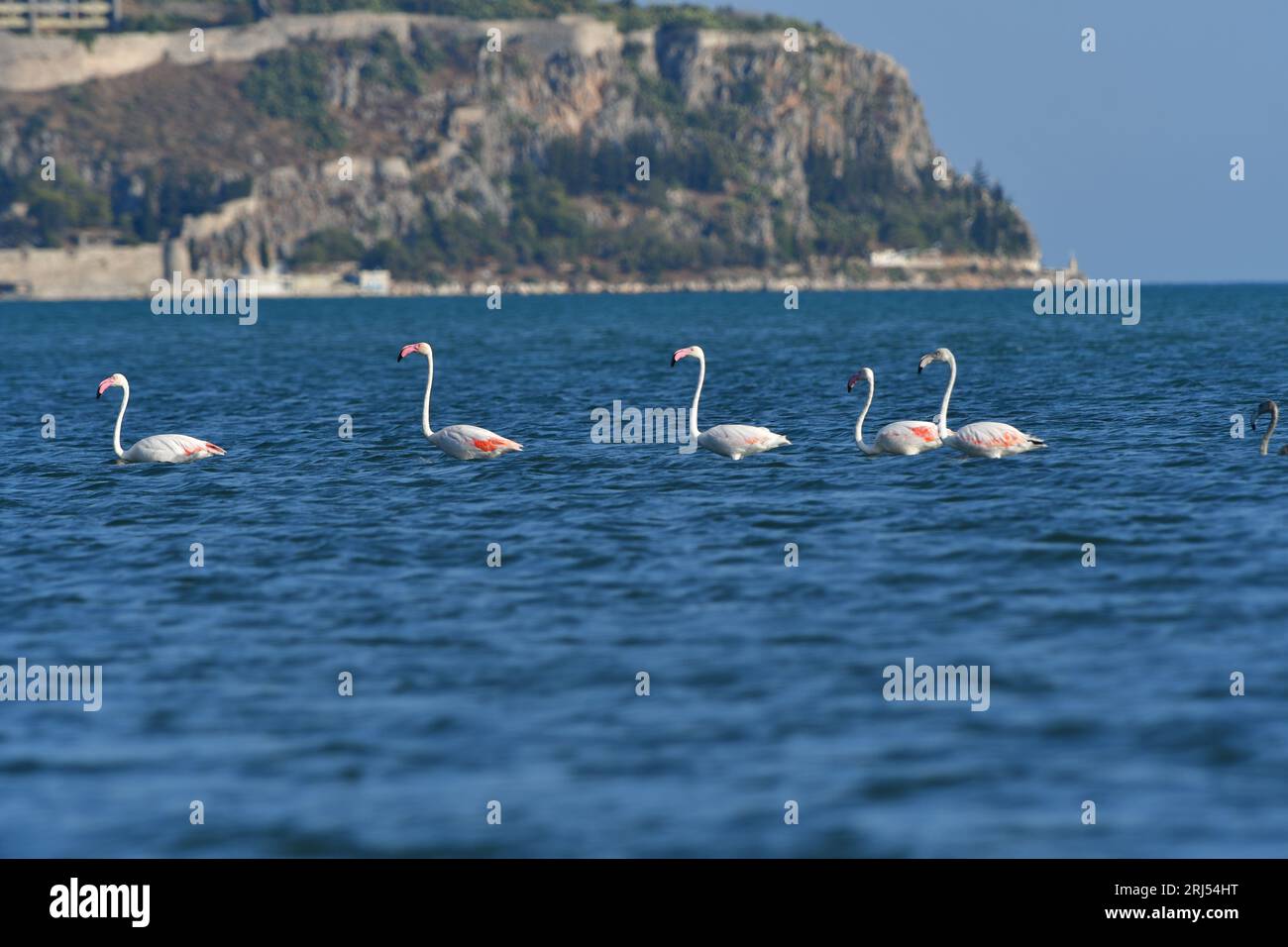 GREECE- FLAMINGO'S AUGUST VISIT TO NAFPLIO Stock Photo - Alamy