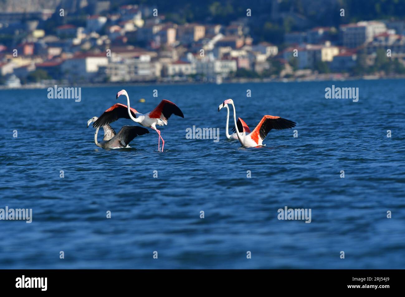 GREECE- FLAMINGO'S AUGUST VISIT TO NAFPLIO Stock Photo - Alamy