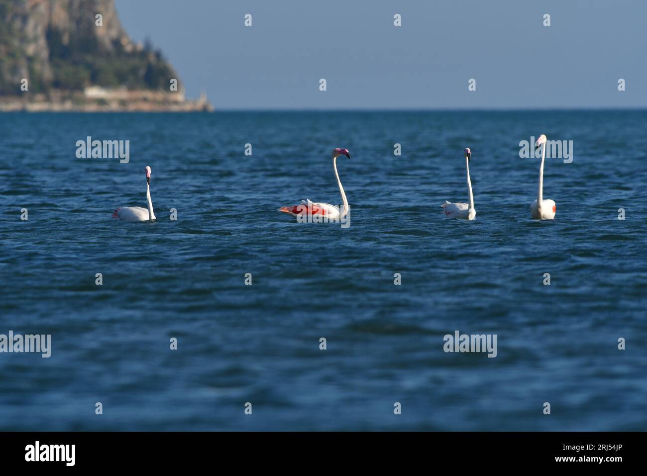GREECE- FLAMINGO'S AUGUST VISIT TO NAFPLIO Stock Photo - Alamy