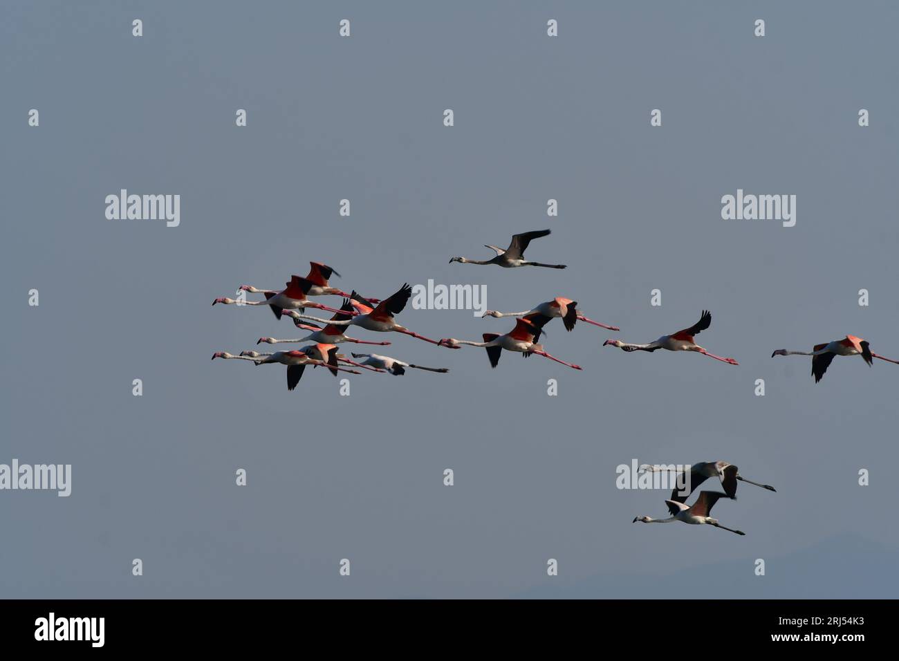 GREECE- FLAMINGO'S AUGUST VISIT TO NAFPLIO Stock Photo - Alamy