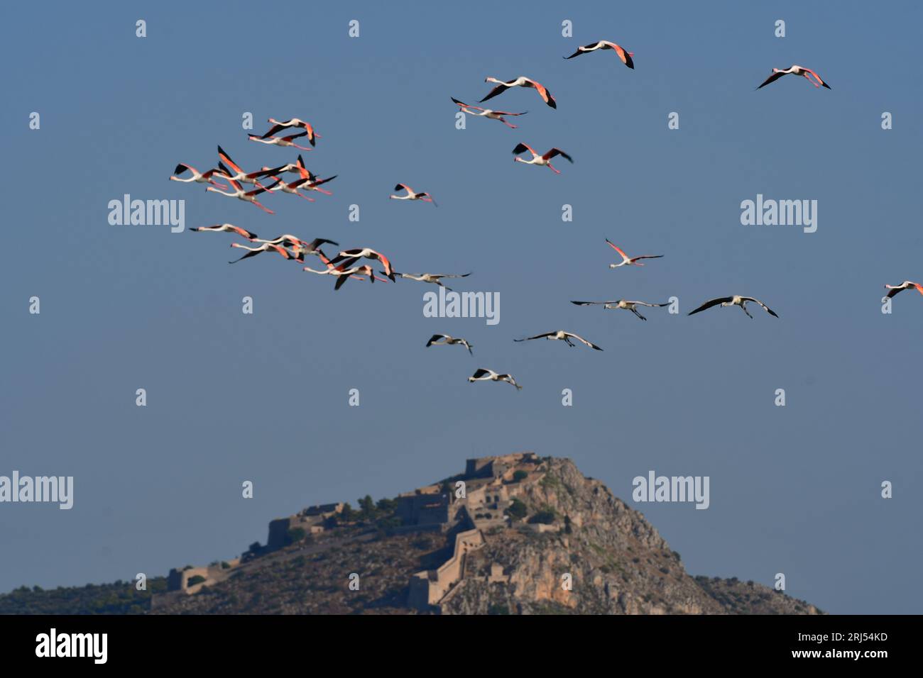 GREECE- FLAMINGO'S AUGUST VISIT TO NAFPLIO Stock Photo - Alamy