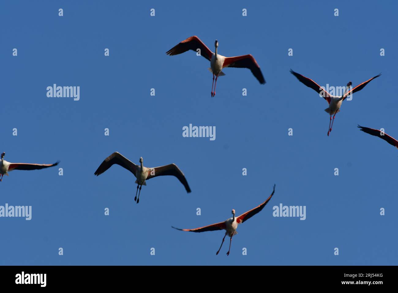 GREECE- FLAMINGO'S AUGUST VISIT TO NAFPLIO Stock Photo - Alamy