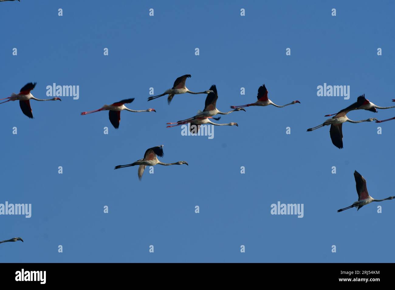 GREECE- FLAMINGO'S AUGUST VISIT TO NAFPLIO Stock Photo - Alamy