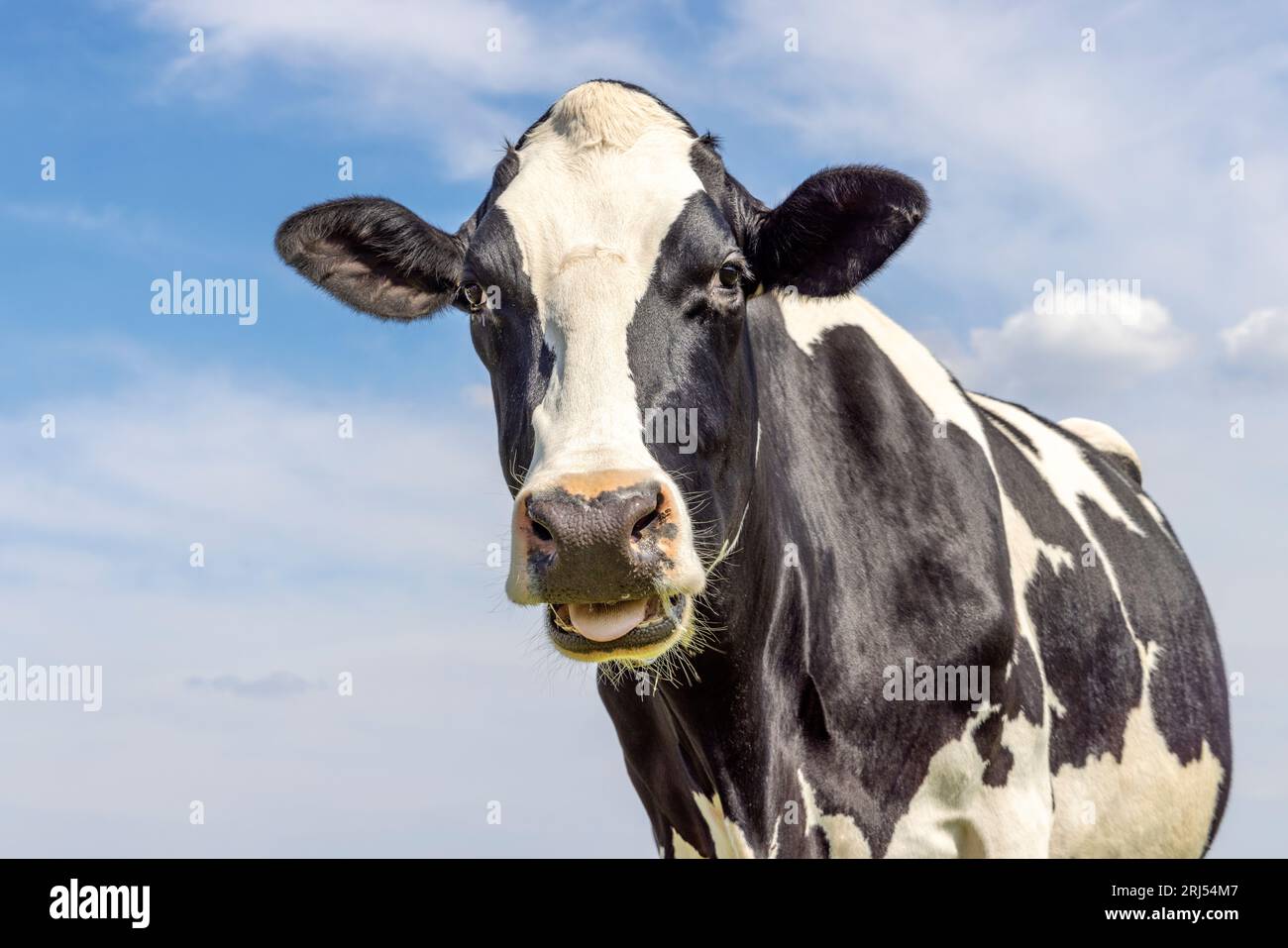 Mooing hi-res stock photography and images - Alamy