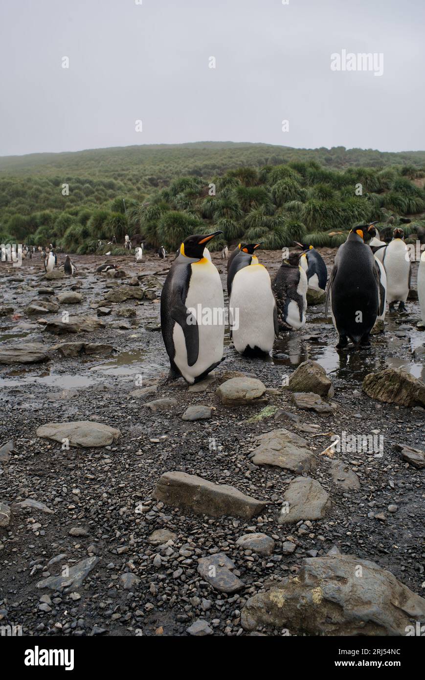 Predator of penguins hi-res stock photography and images - Alamy