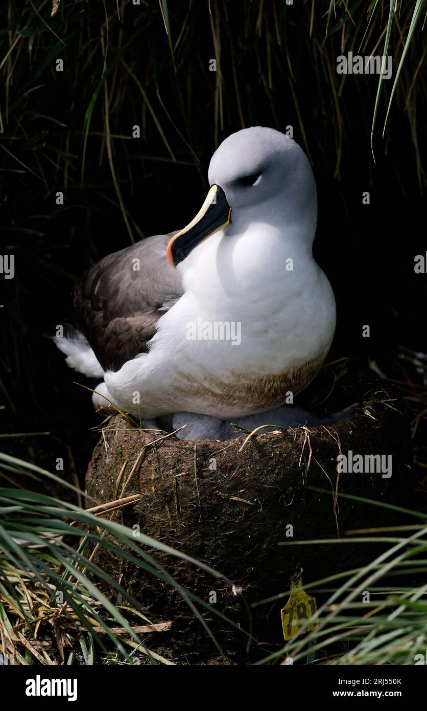A grey-headed albatross with it's chick Stock Photo - Alamy