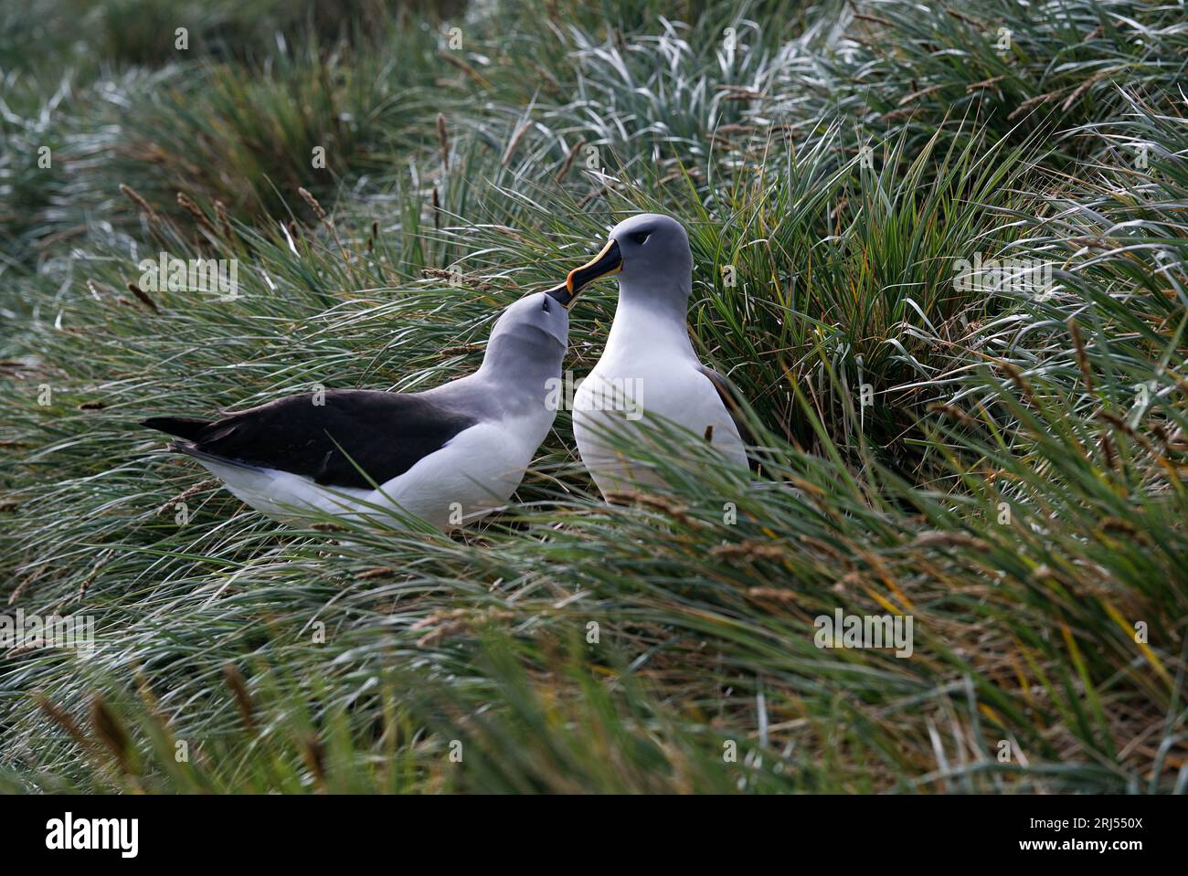 Antarctica albatross pair hi-res stock photography and images - Alamy