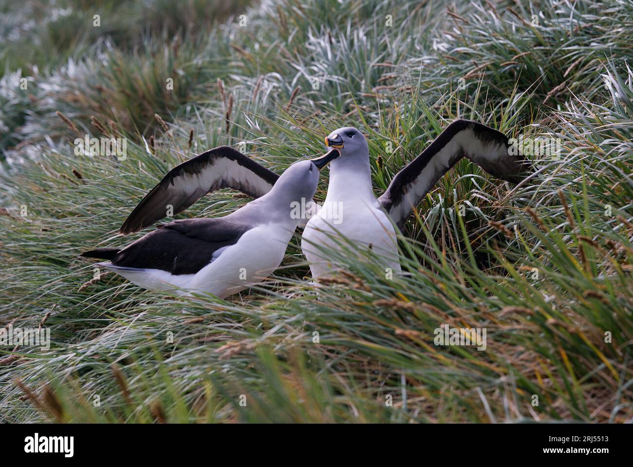 Antarctica albatross pair hi-res stock photography and images - Alamy