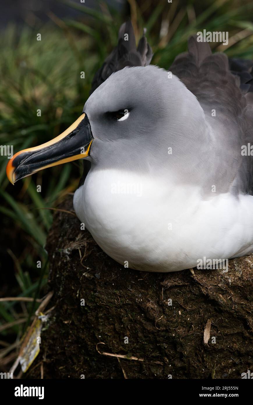 A grey-headed albatross Stock Photo - Alamy