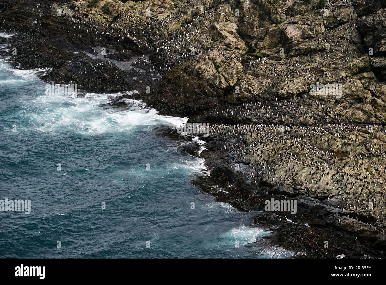 Colony of macaroni penguins hi-res stock photography and images - Alamy