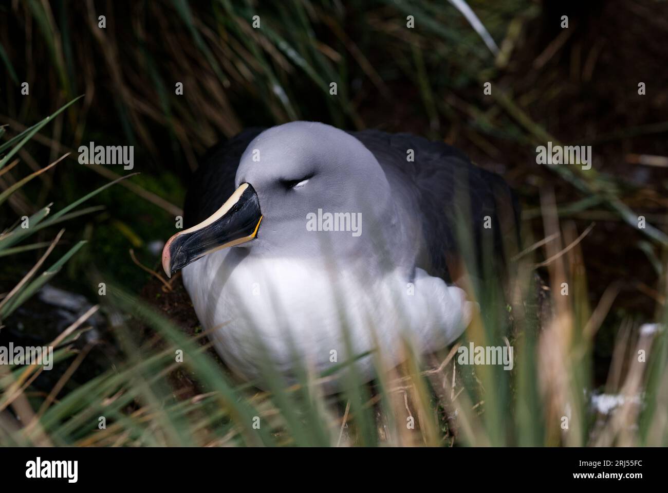 South georgia albatross person hi-res stock photography and images - Alamy
