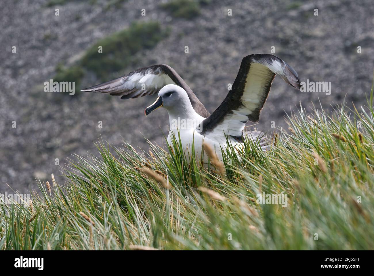 South georgia albatross person hi-res stock photography and images - Alamy