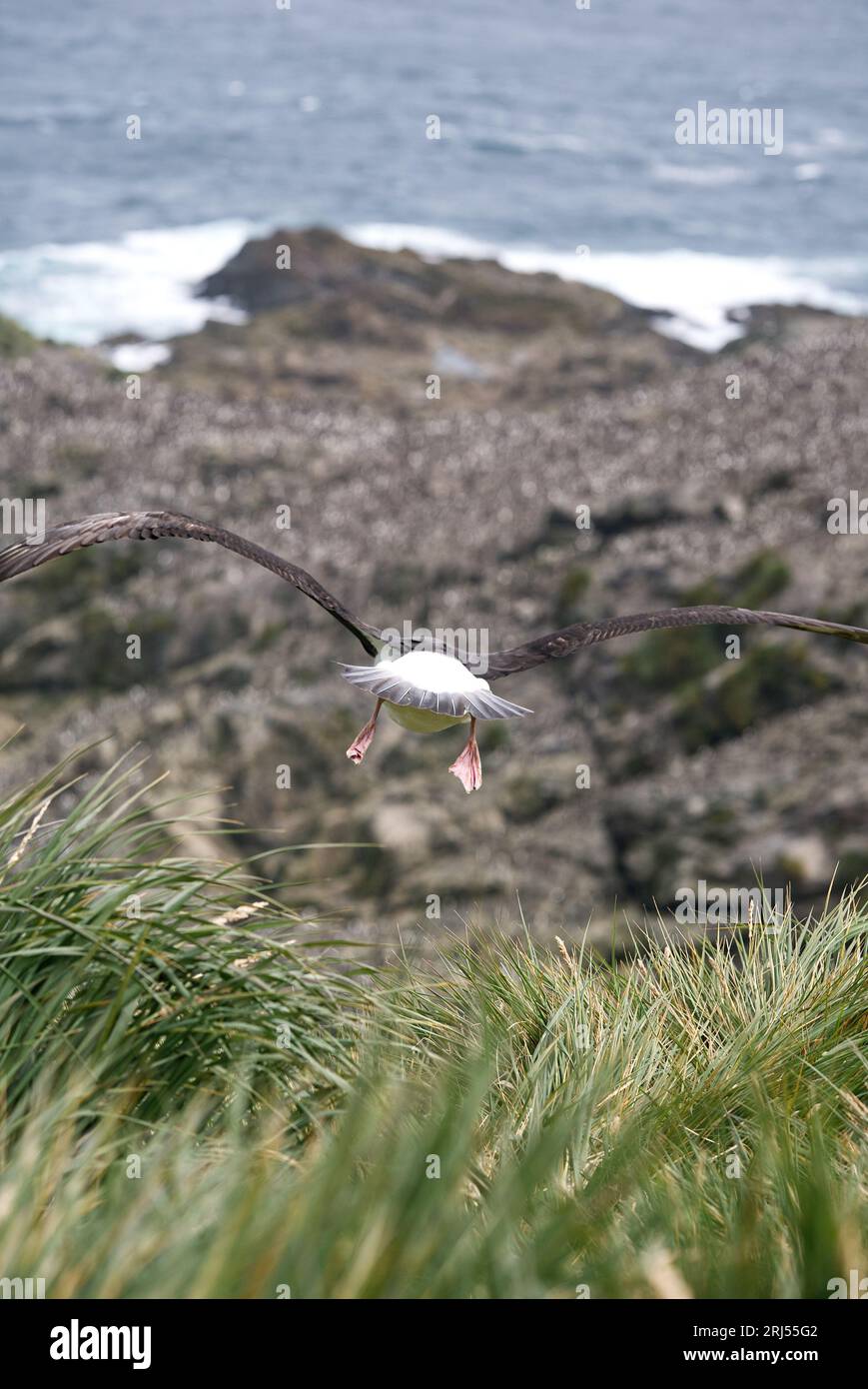 South georgia albatross person hi-res stock photography and images - Alamy