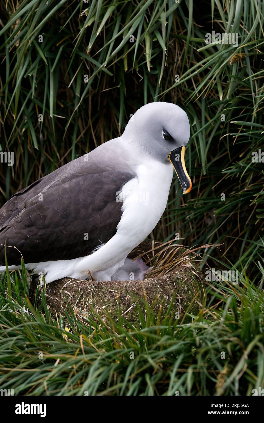 South georgia albatross person hi-res stock photography and images - Alamy