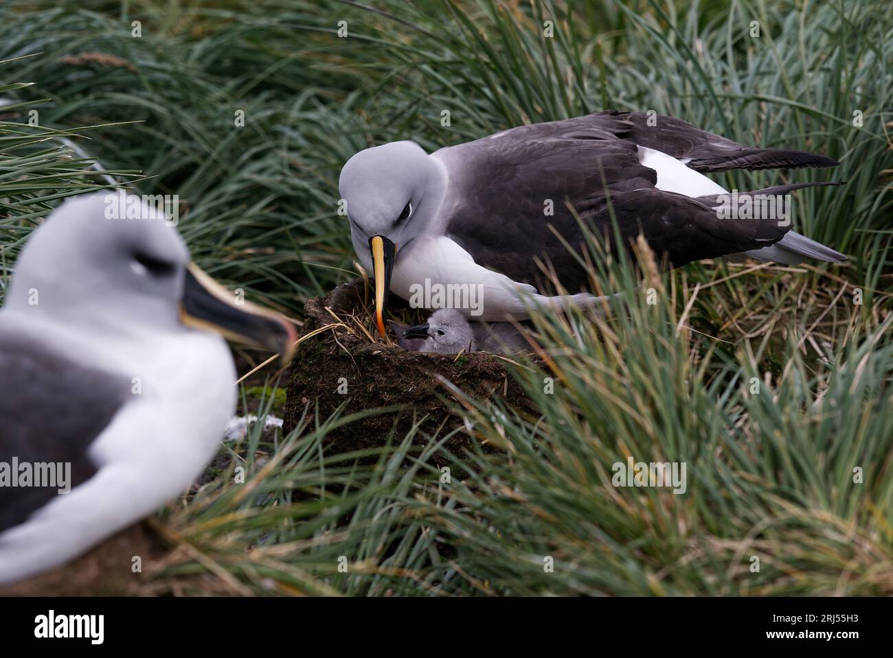 South georgia albatross person hi-res stock photography and images - Alamy