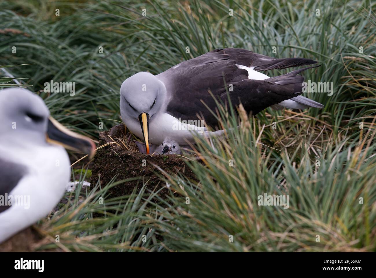 South georgia albatross person hi-res stock photography and images - Alamy