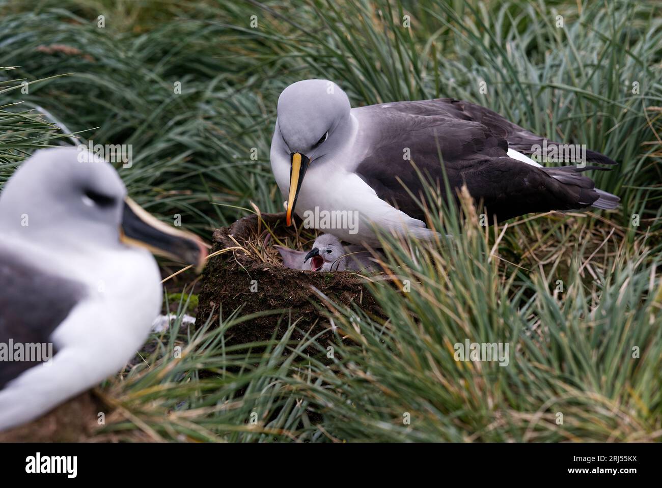 South georgia albatross person hi-res stock photography and images - Alamy