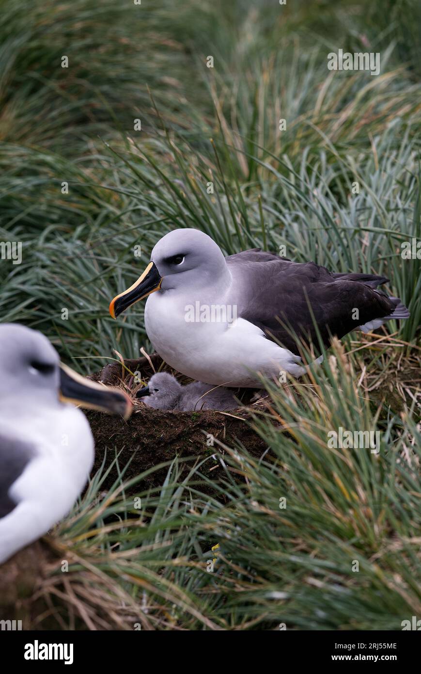 A grey-headed albatross with it's chick Stock Photo - Alamy
