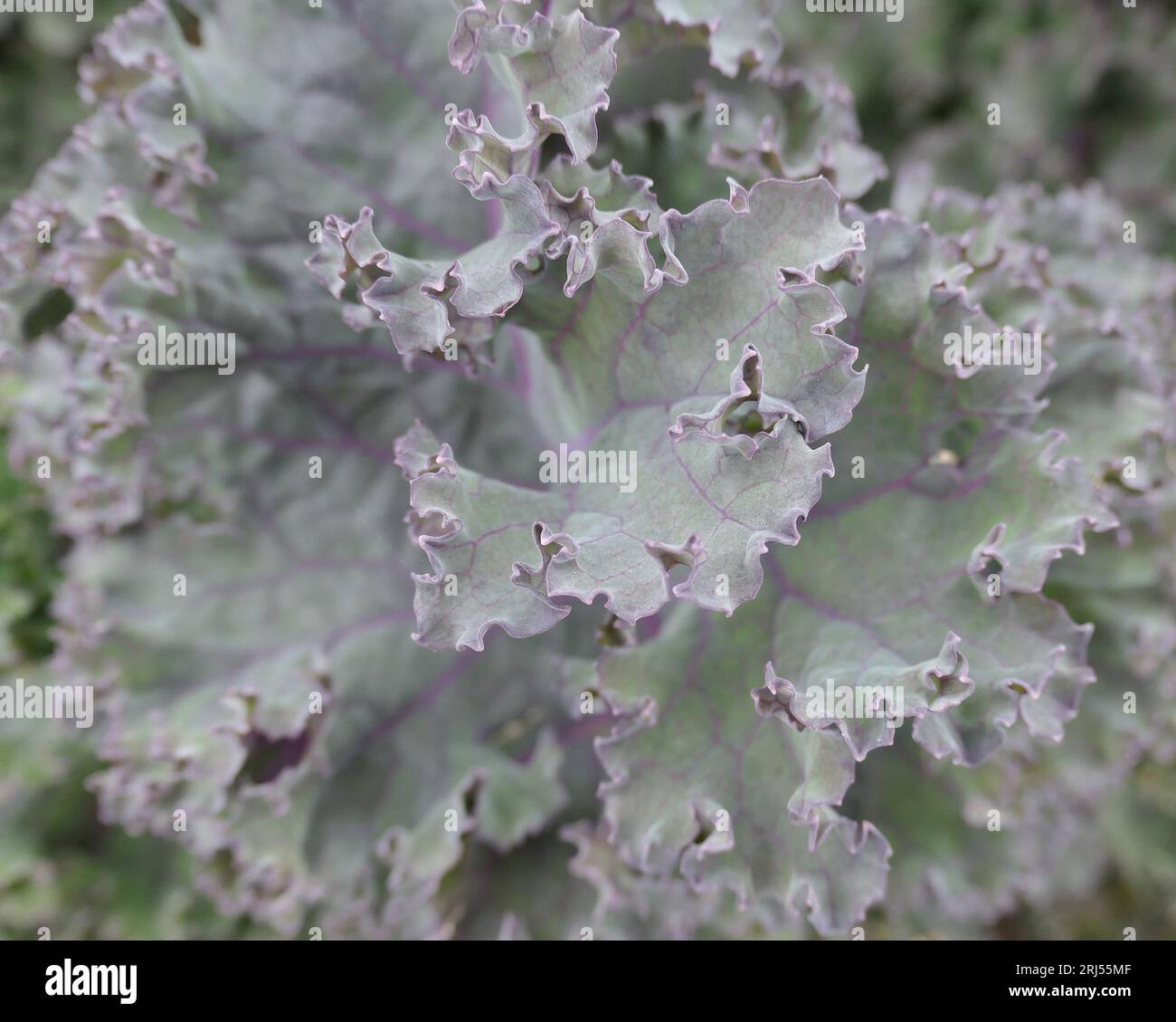Closeup of the red coloured annual garden vegetable kale curly scarlet ...