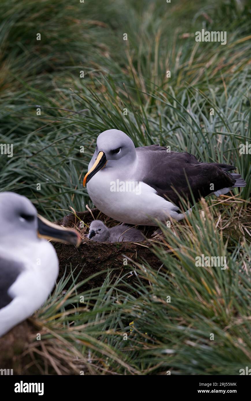 South georgia albatross person hi-res stock photography and images - Alamy
