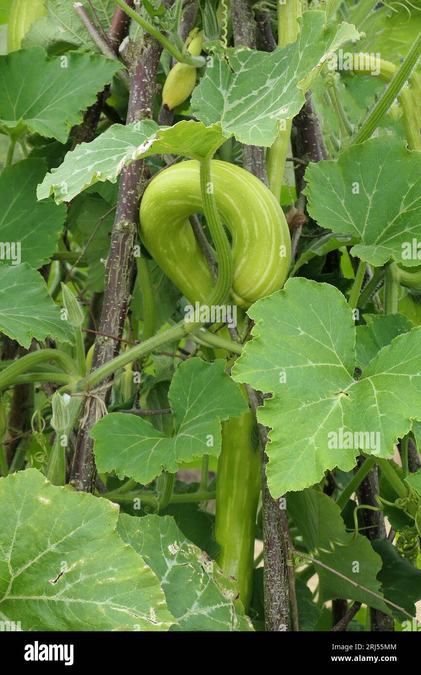 Closeup of the summer climbing vegetable plant quash tromboncino Stock ...