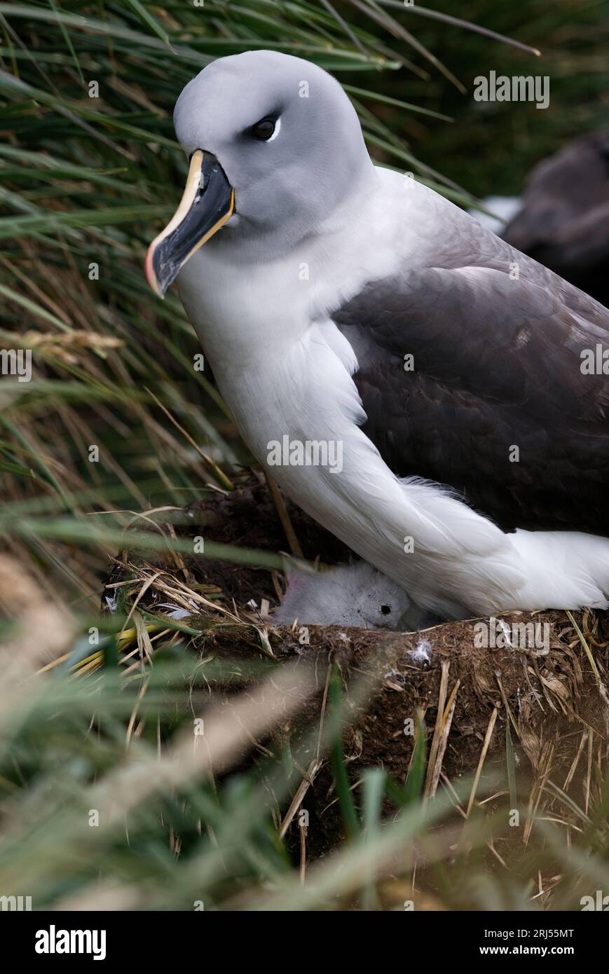 South georgia albatross person hi-res stock photography and images - Alamy