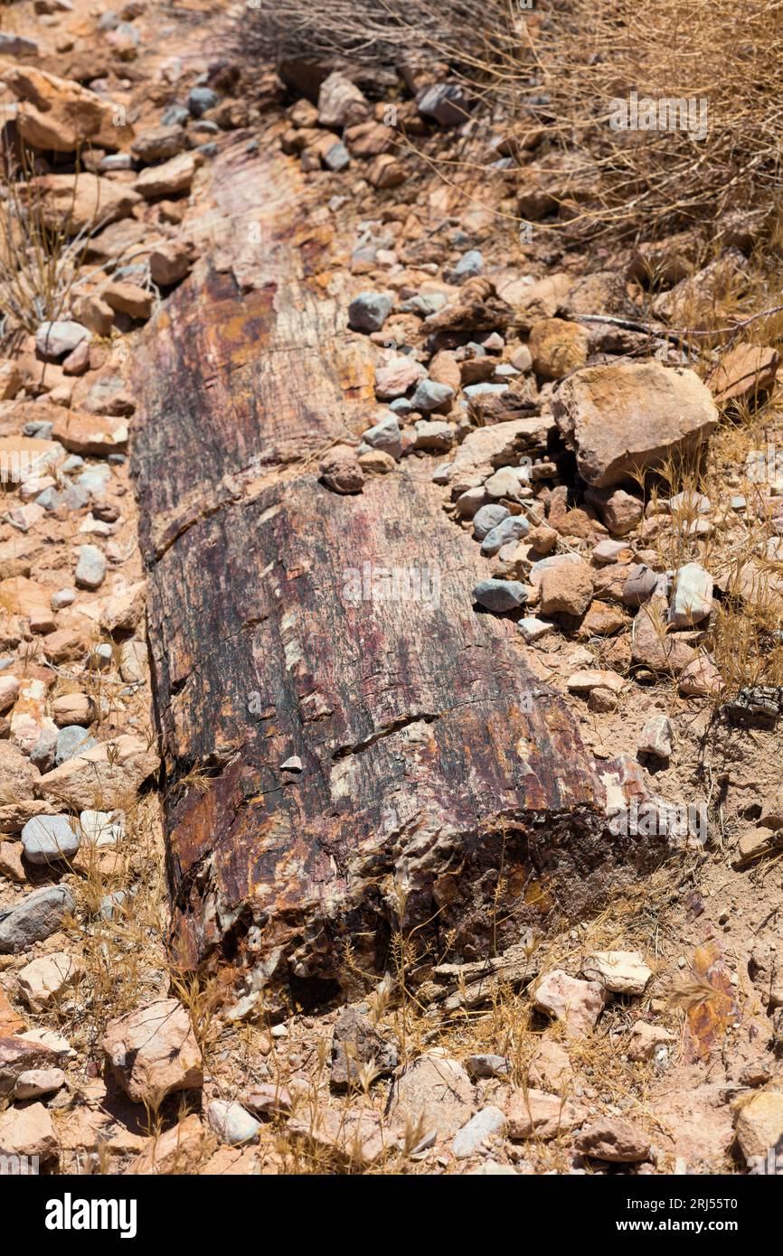 Petrified log in desert hi-res stock photography and images - Alamy