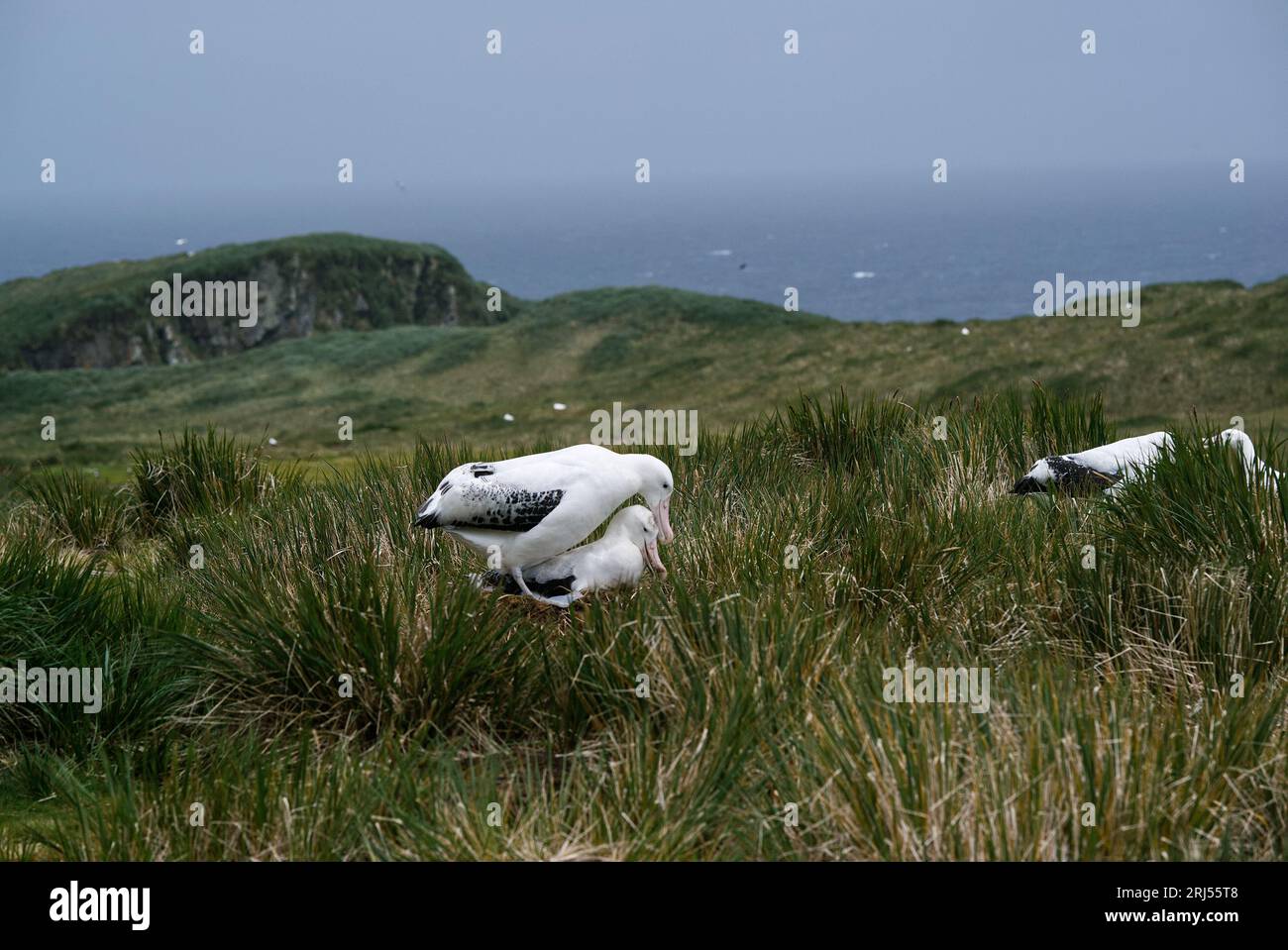 Wandering albatross mating hi-res stock photography and images - Alamy