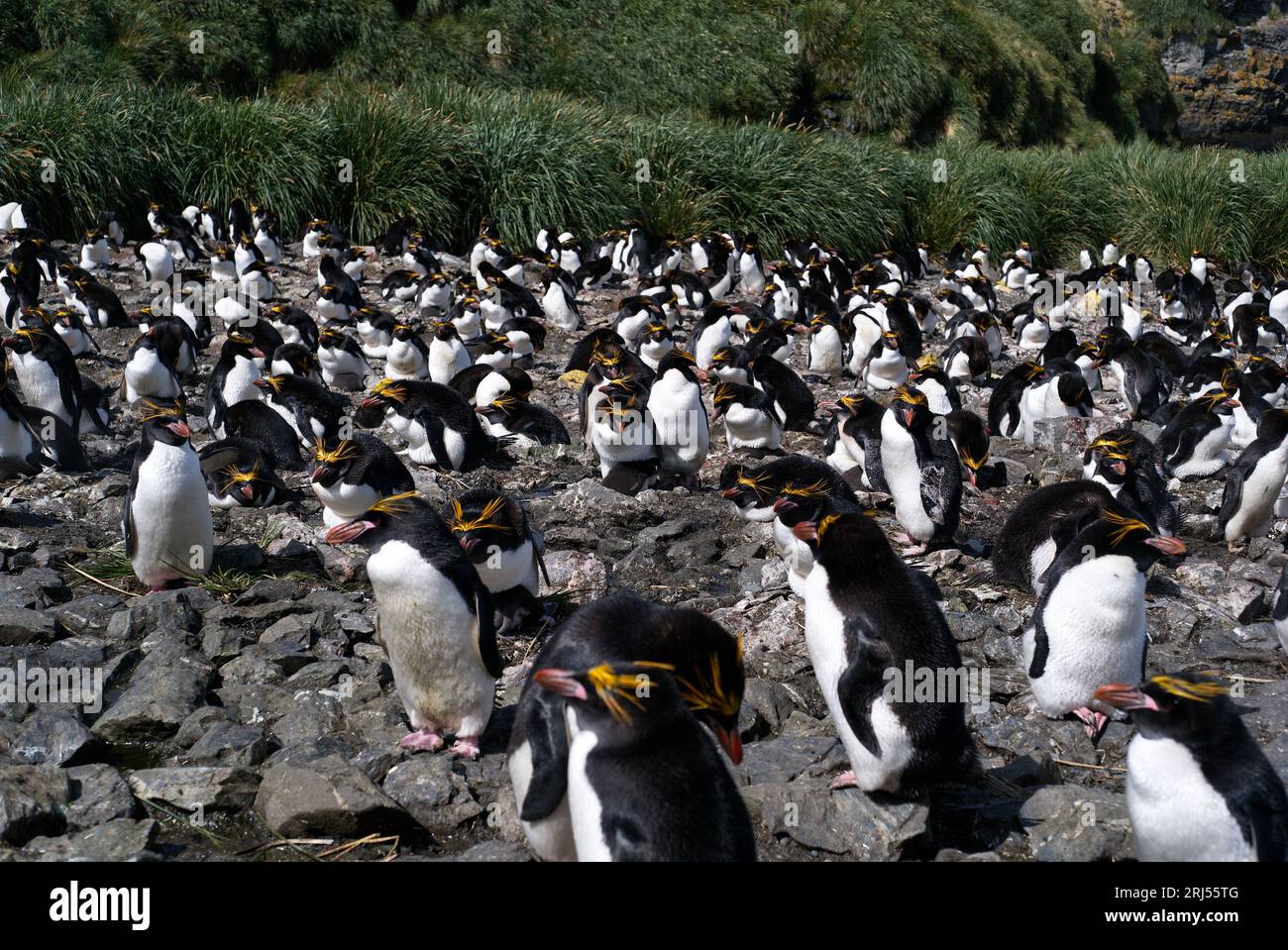 Colony of macaroni penguins hi-res stock photography and images - Alamy