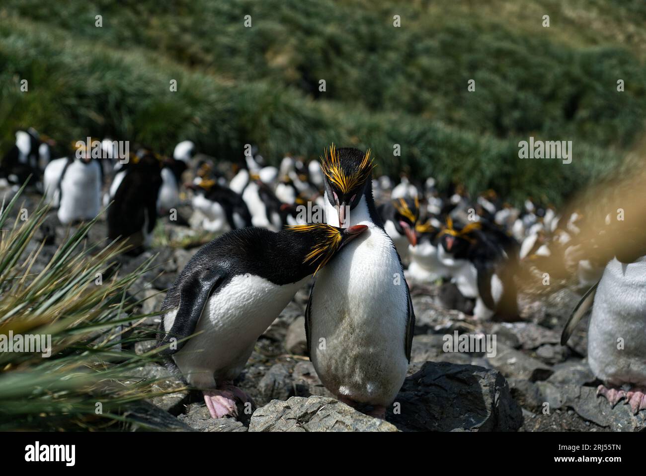 Colony of macaroni penguins hi-res stock photography and images - Alamy