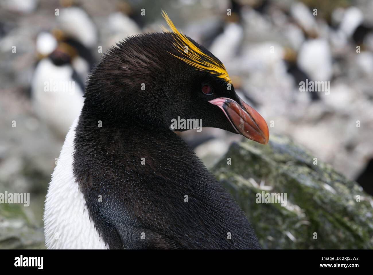Predator of penguin hi-res stock photography and images - Alamy