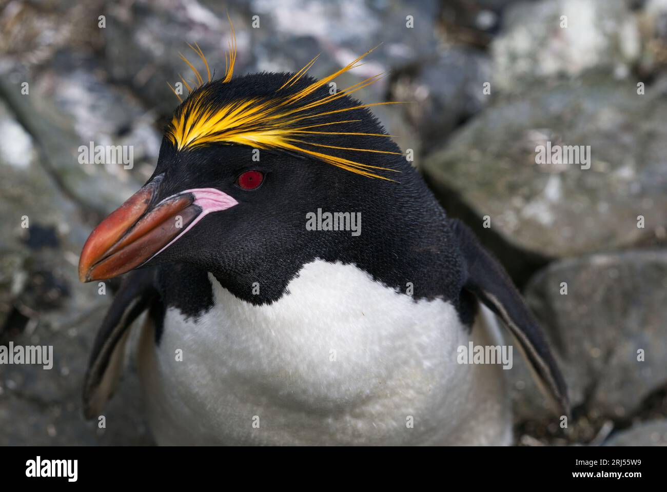 Predator of penguin hi-res stock photography and images - Alamy