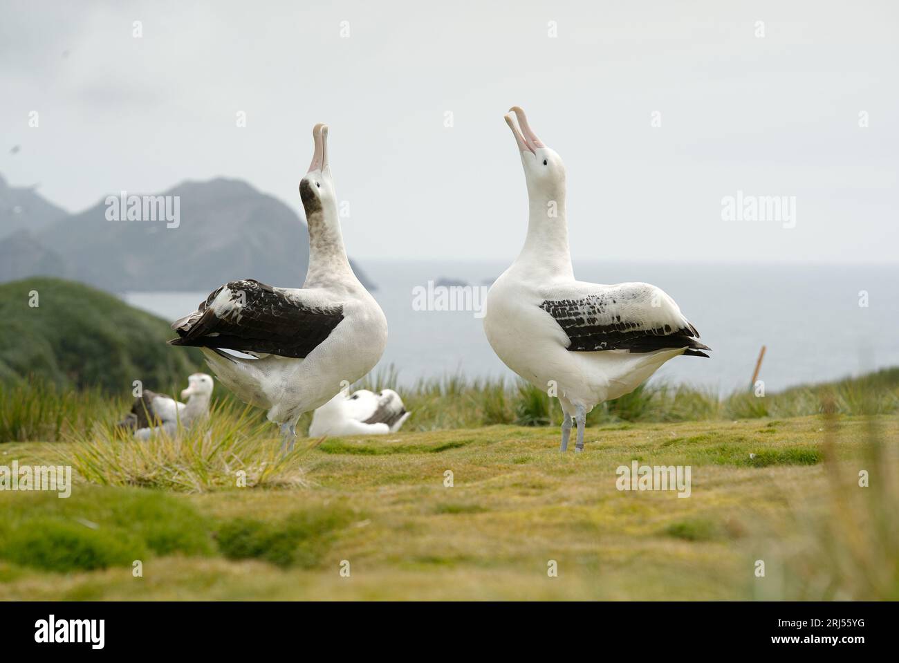 South georgia albatross person hi-res stock photography and images - Alamy