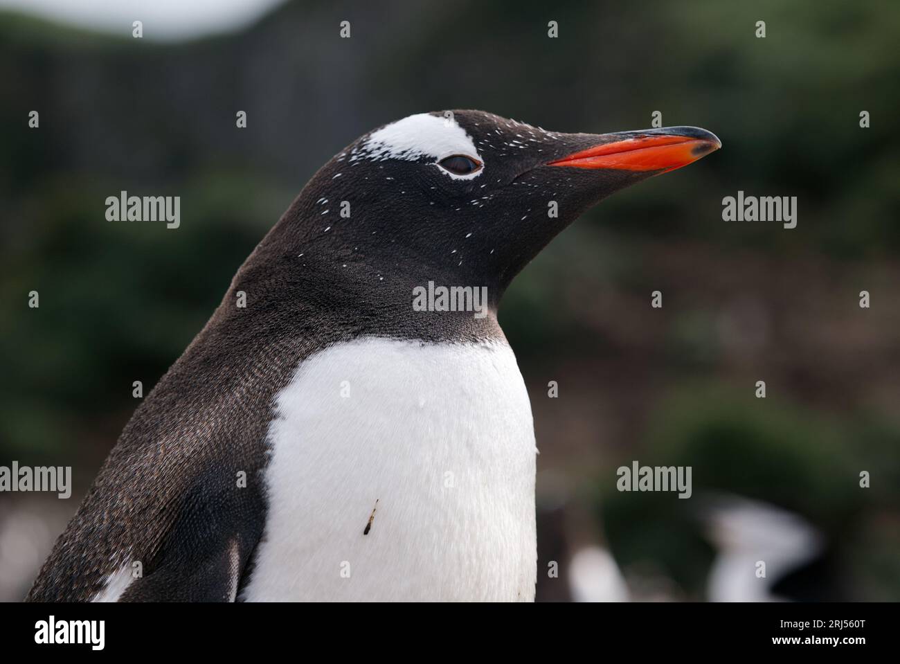 Penguin in profile hi-res stock photography and images - Alamy