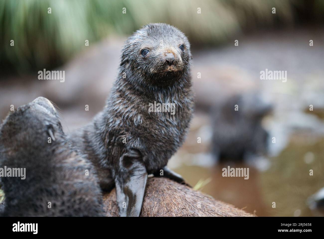 Fur Seal Pup At south Georgia Stock Photo - Alamy