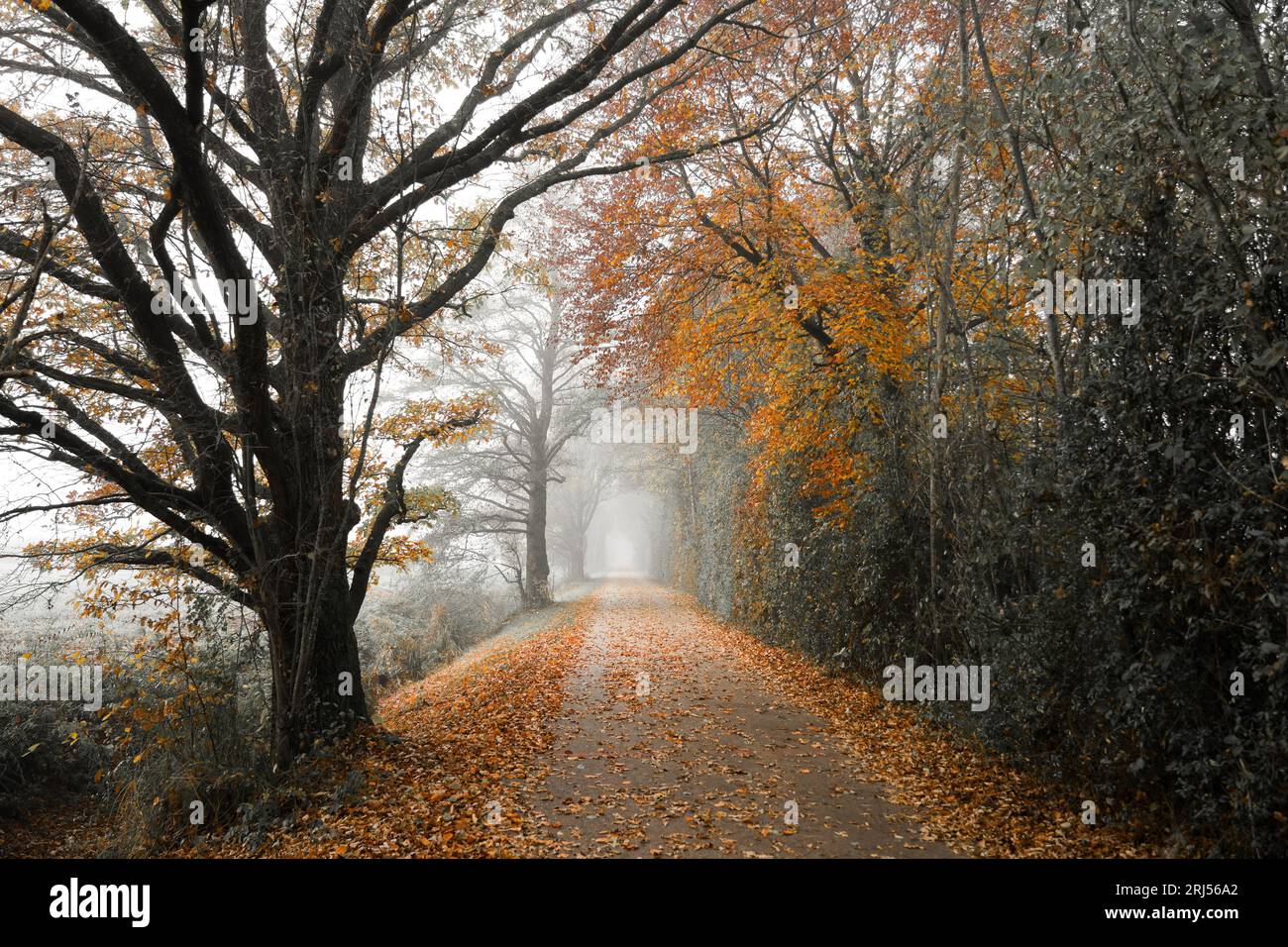 Lonely path hi-res stock photography and images - Alamy