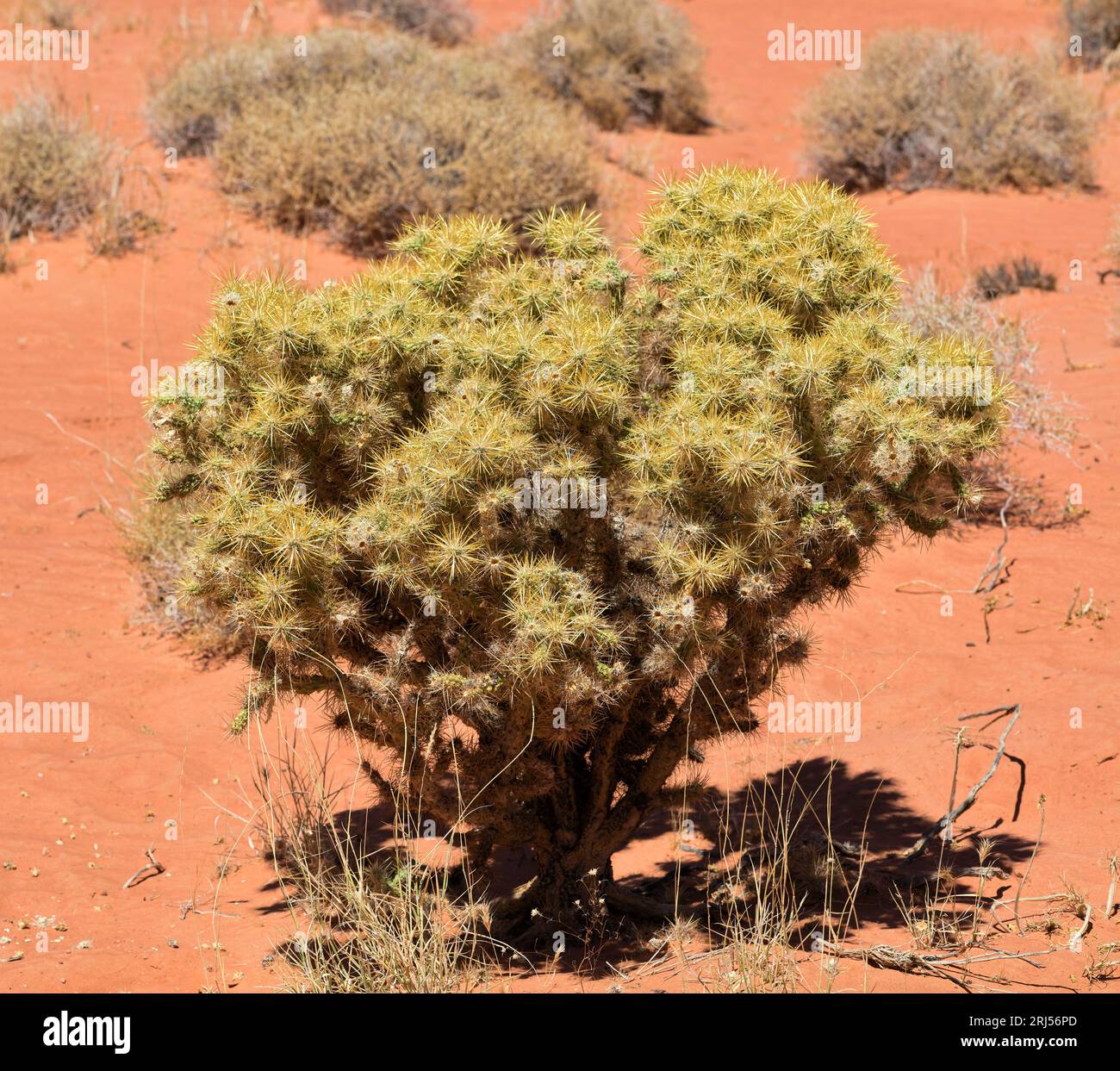 Vegetation in the Valley of Fire State Park, Nevada, USA Stock Photo ...