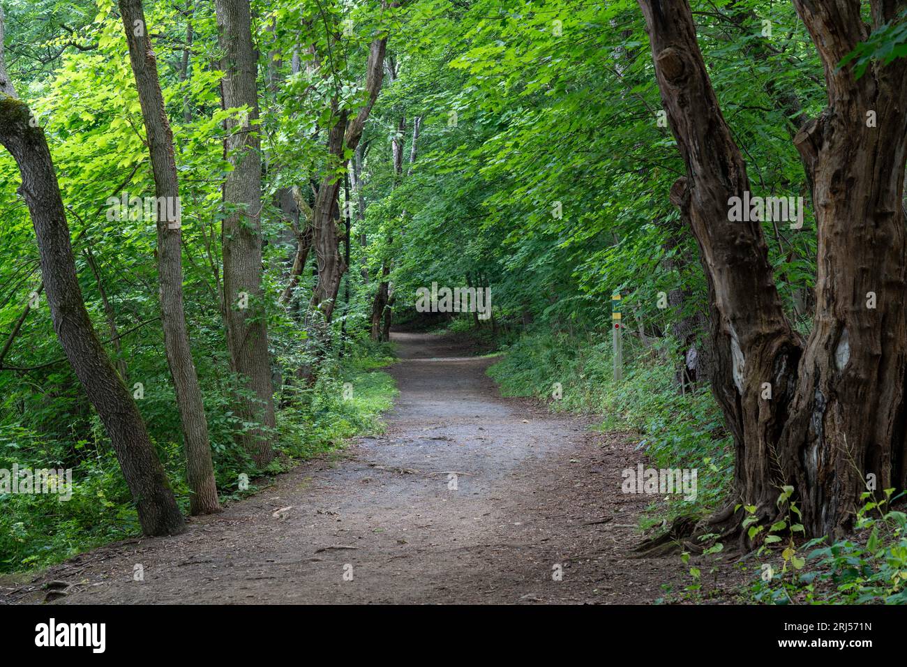 A pathway in the forest surrounded by trees on either side of the trail ...